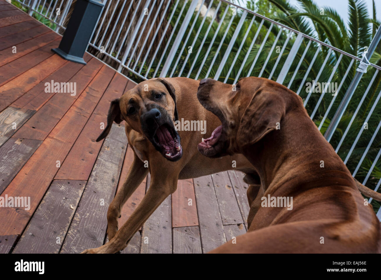 Two Rhodesian Ridgeback dogs playing in the open air in a residential ...