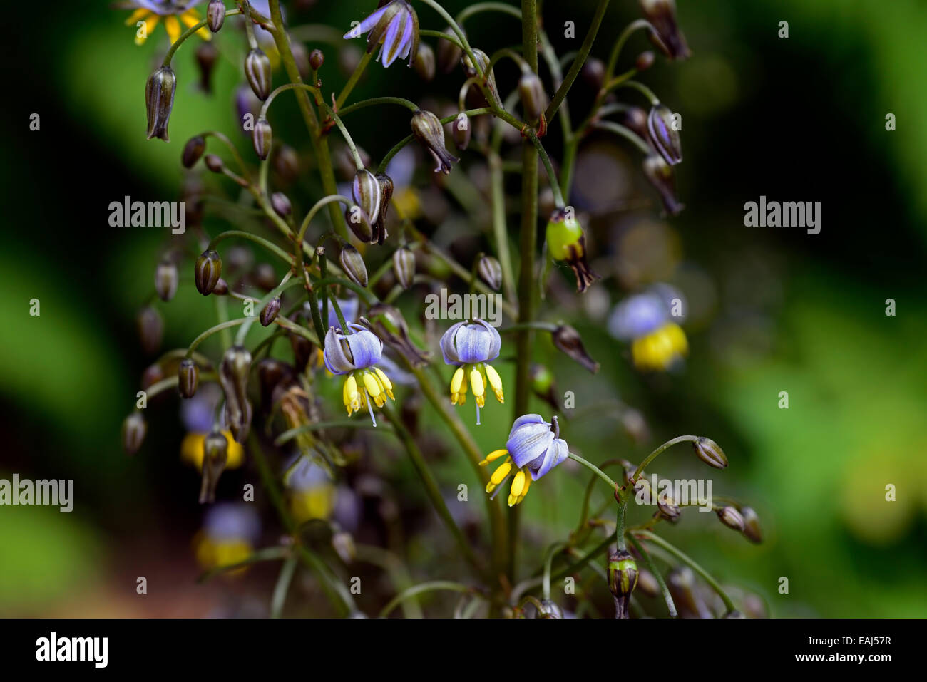 dianella tasmanica blue yellow flowers flower flowering perennial ...