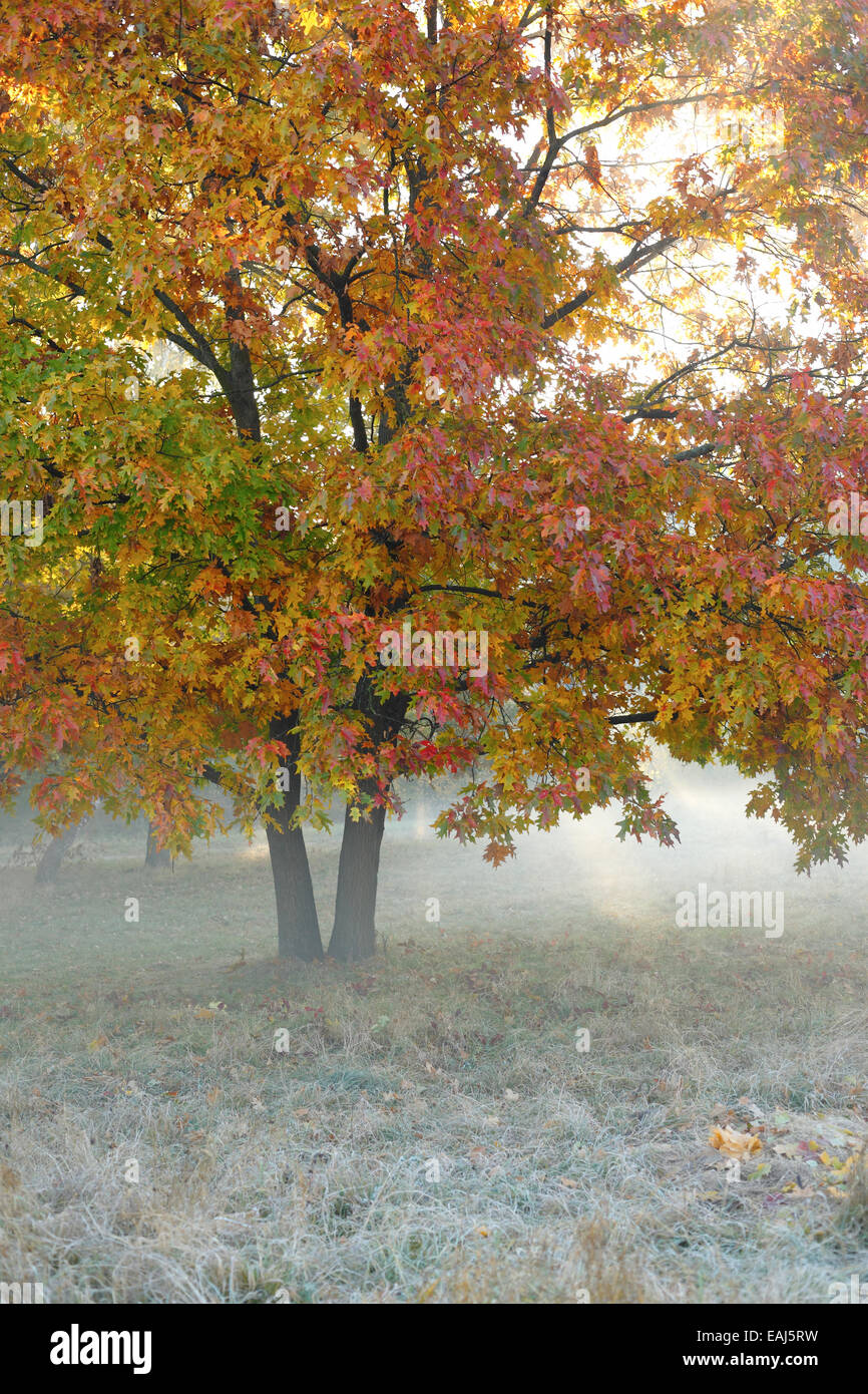 Old oak tree in the autumn mist, nature Stock Photo - Alamy