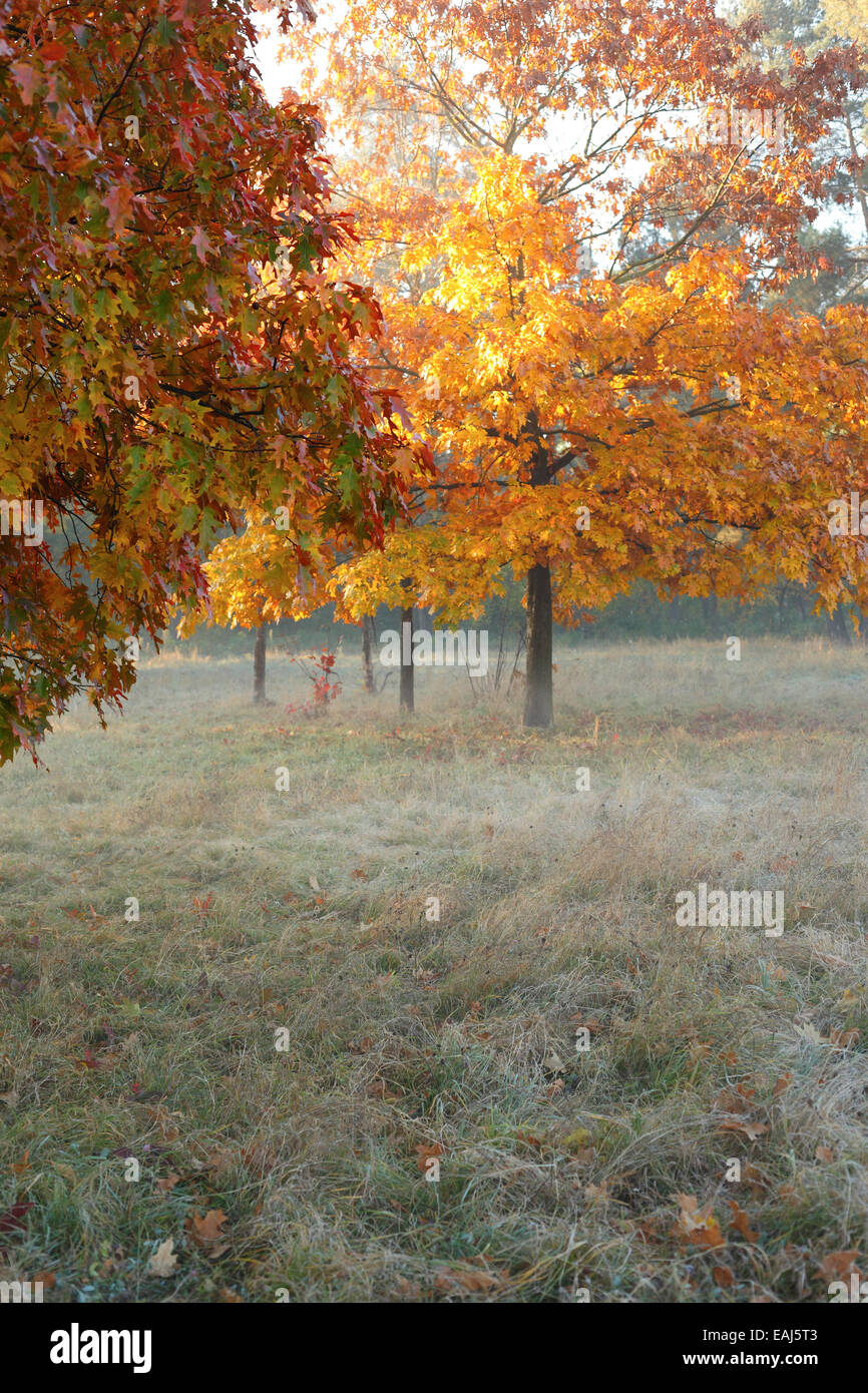 Oak glade hi-res stock photography and images - Alamy
