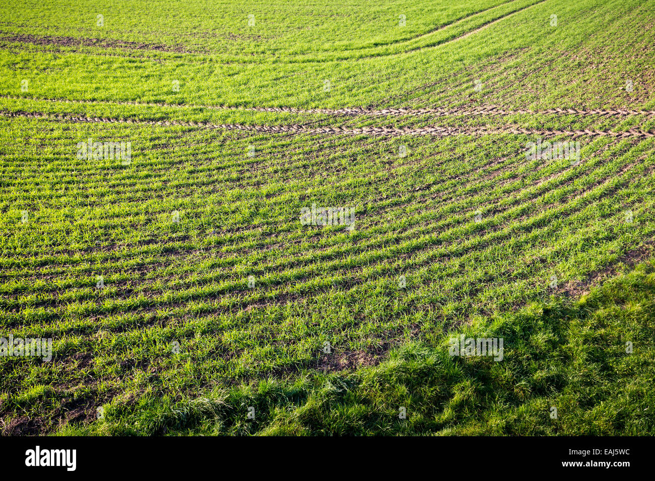detail of a grass field with side marks Stock Photo - Alamy