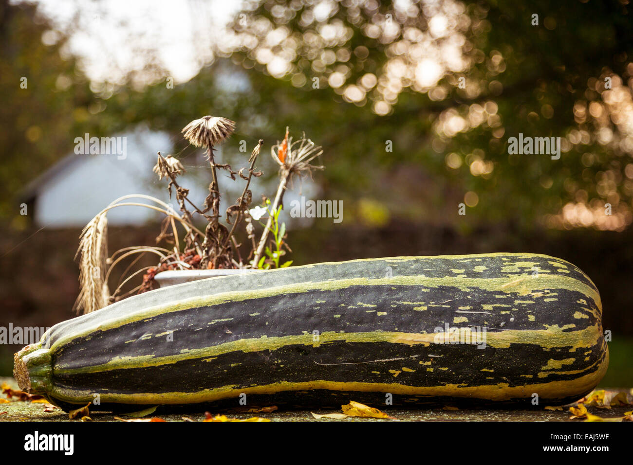 Outdoor still life hi-res stock photography and images - Alamy