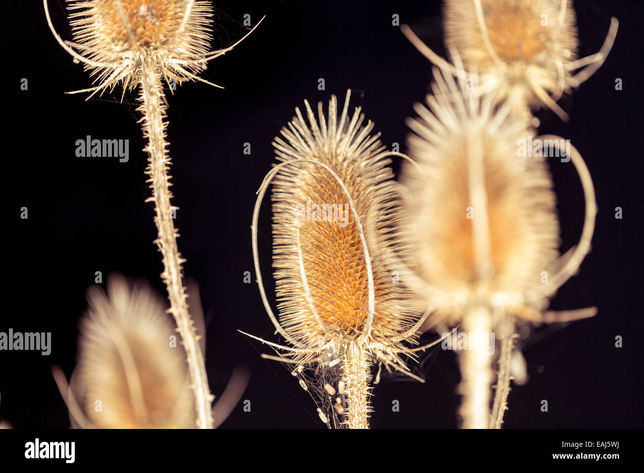 Dried flower thistle autumn fall hi-res stock photography and images ...