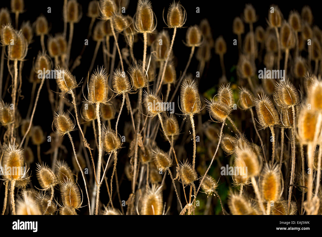 Dried flower thistle autumn fall hi-res stock photography and images ...