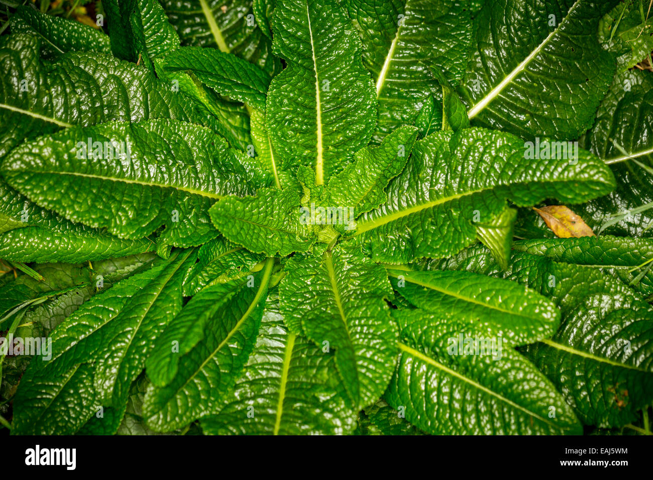 big weed plant on a meadow Stock Photo - Alamy