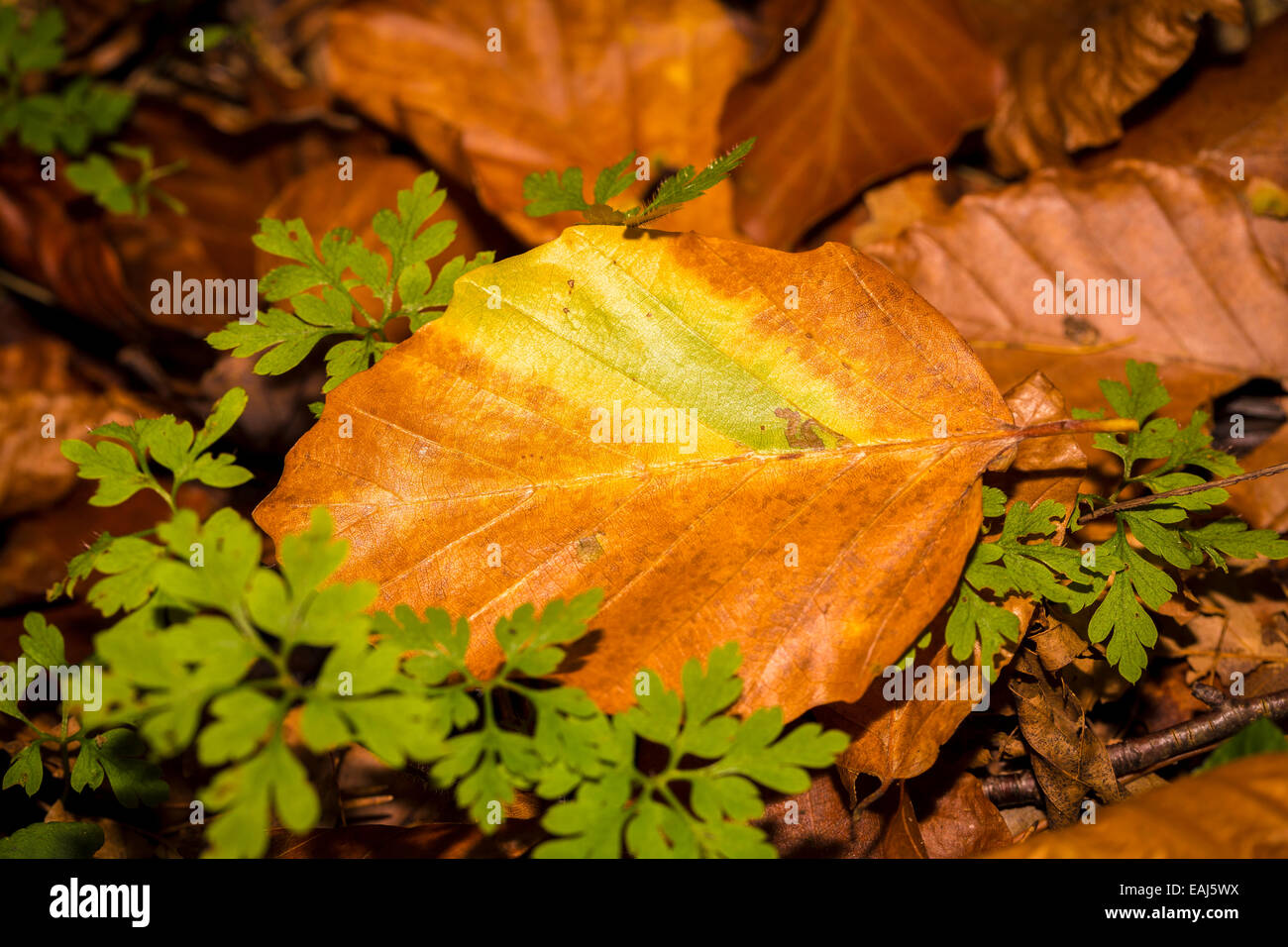 single autumn beech leave an the forest soil Stock Photo - Alamy