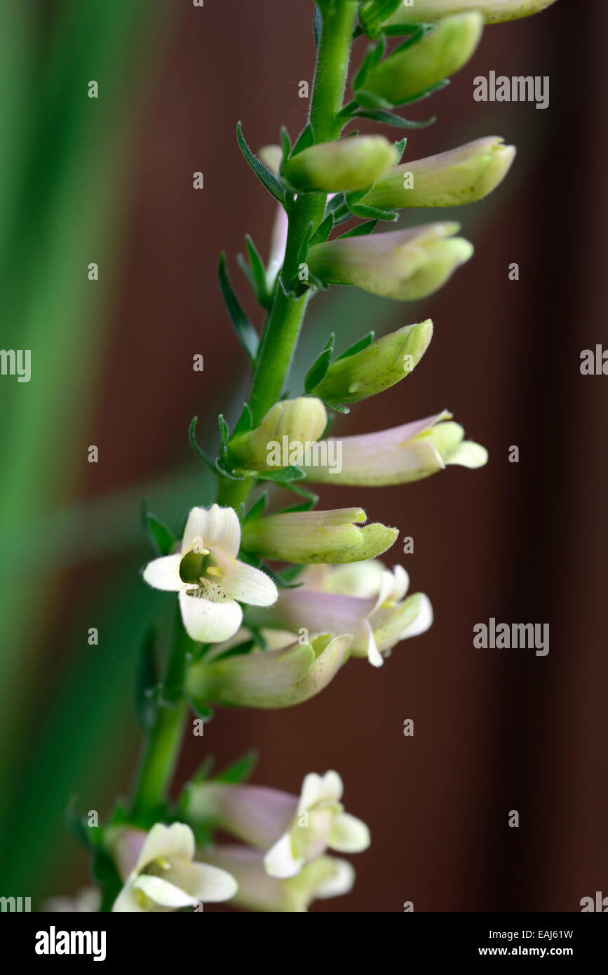 Digitalis Glory of Roundway perennial foxglove foxgloves flower flowers ...