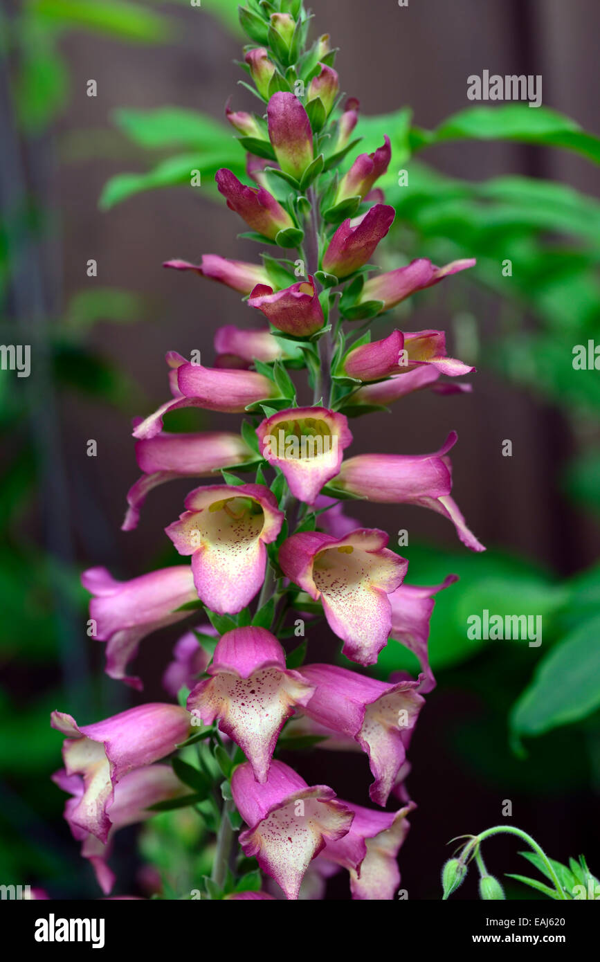 Foxglove Illumination Pink Stock Photos & Foxglove Illumination Pink ...