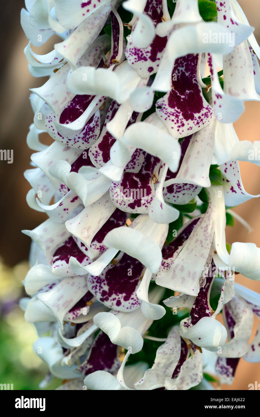 digitalis pams split foxglove flower flowers flowering petals petal ...