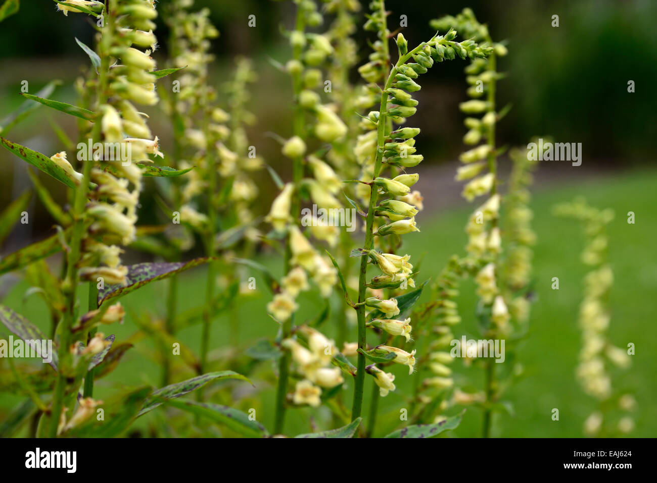 digitalis viriidis viridis yellow flowers flower flowering perennial ...