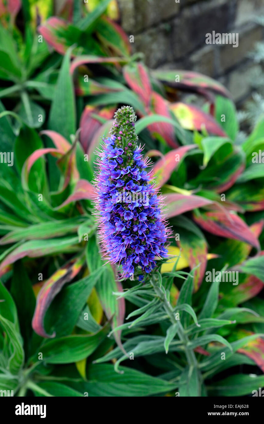 echium webbii blue spires spikes flower flowering flowers perennials ...