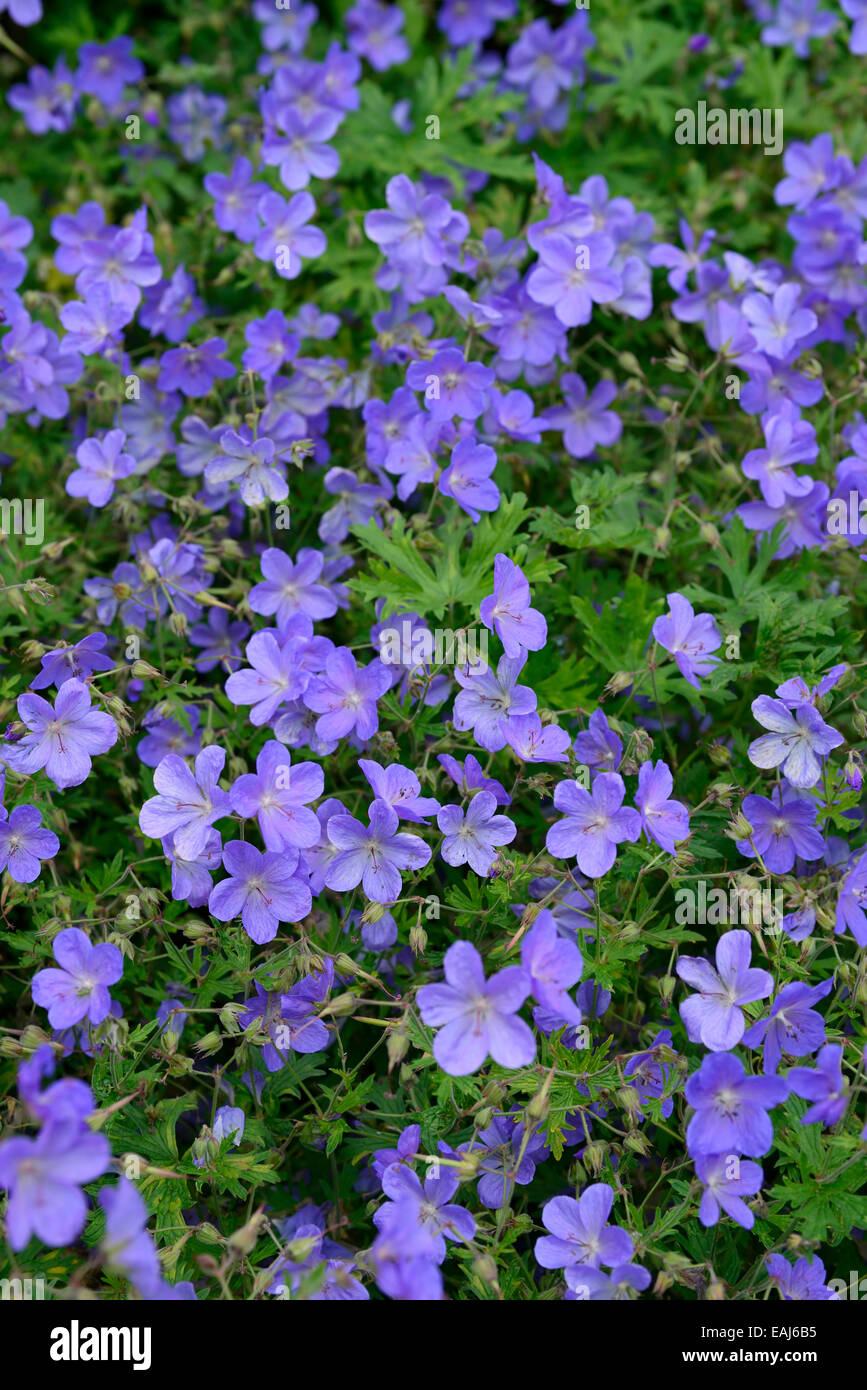 Geranium johnsons blue flower hi-res stock photography and images - Alamy