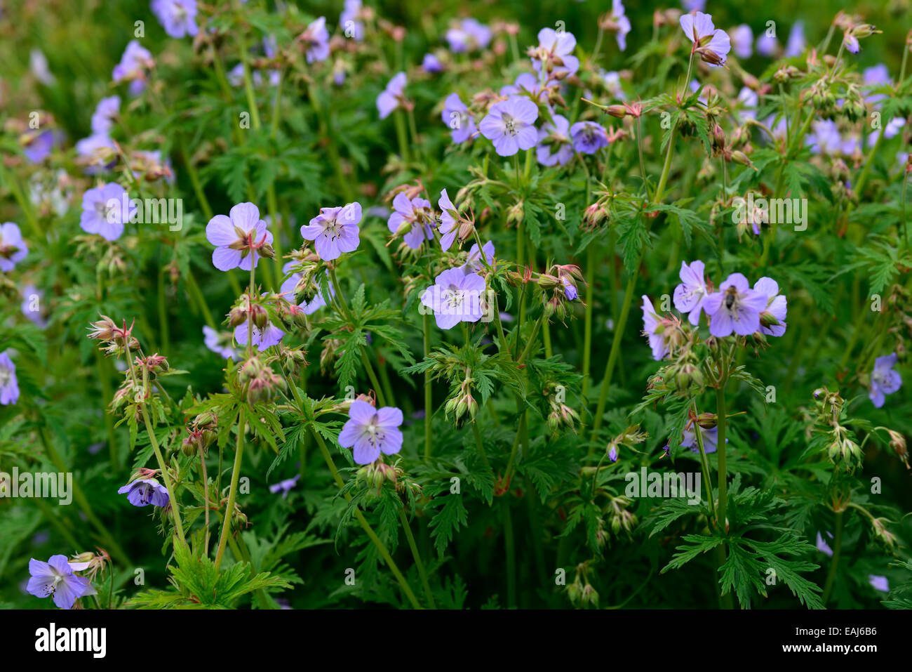 geranium pratense mrs kendall clark blue flower flowers flowering ...