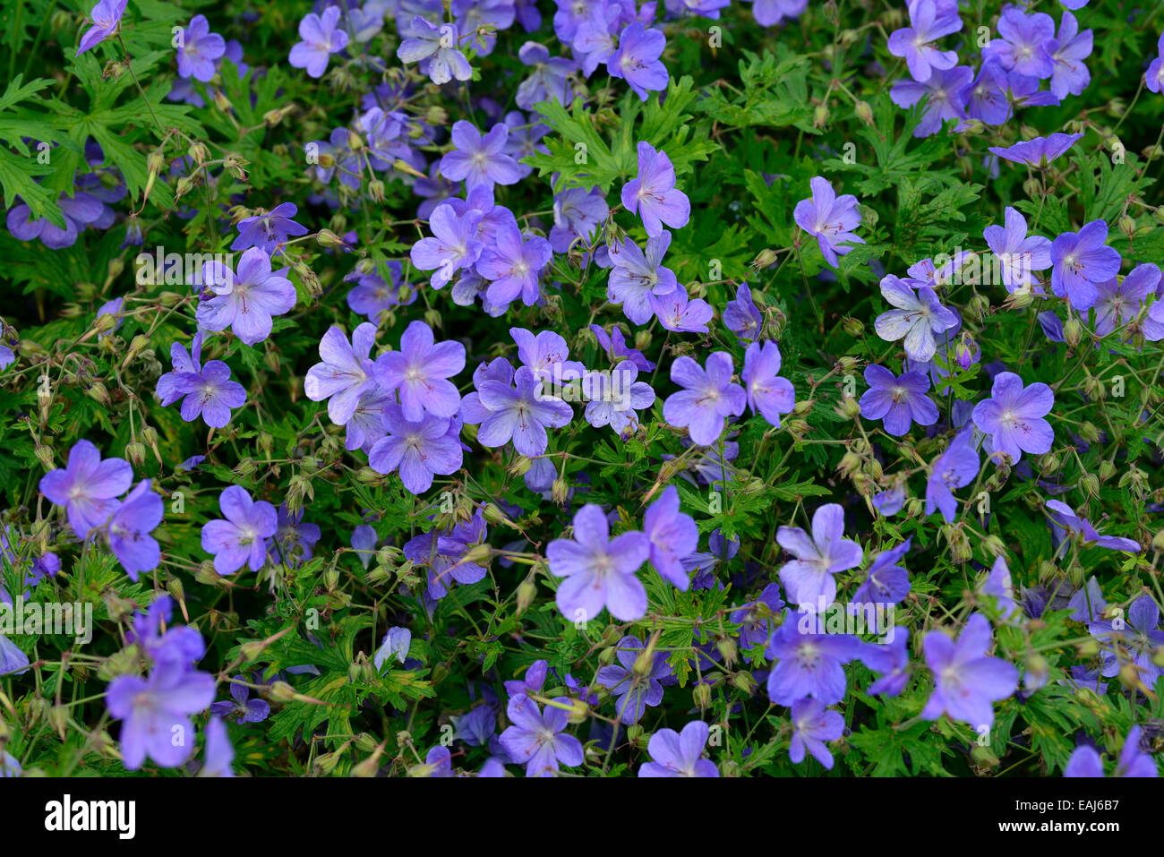 geranium pratense johnsons blue flower flowers flowering perennial ...