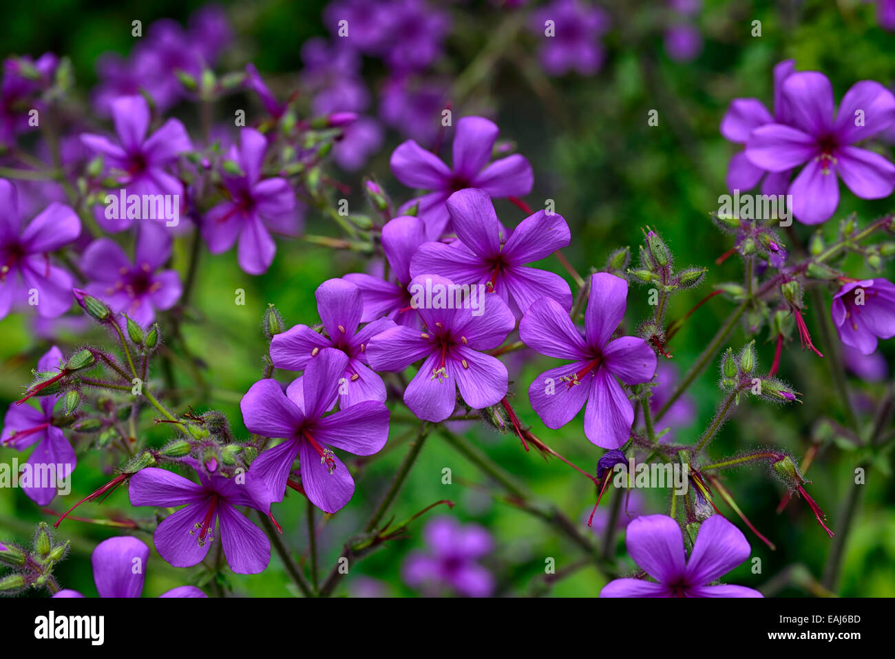 Geranium palmatum hi-res stock photography and images - Alamy
