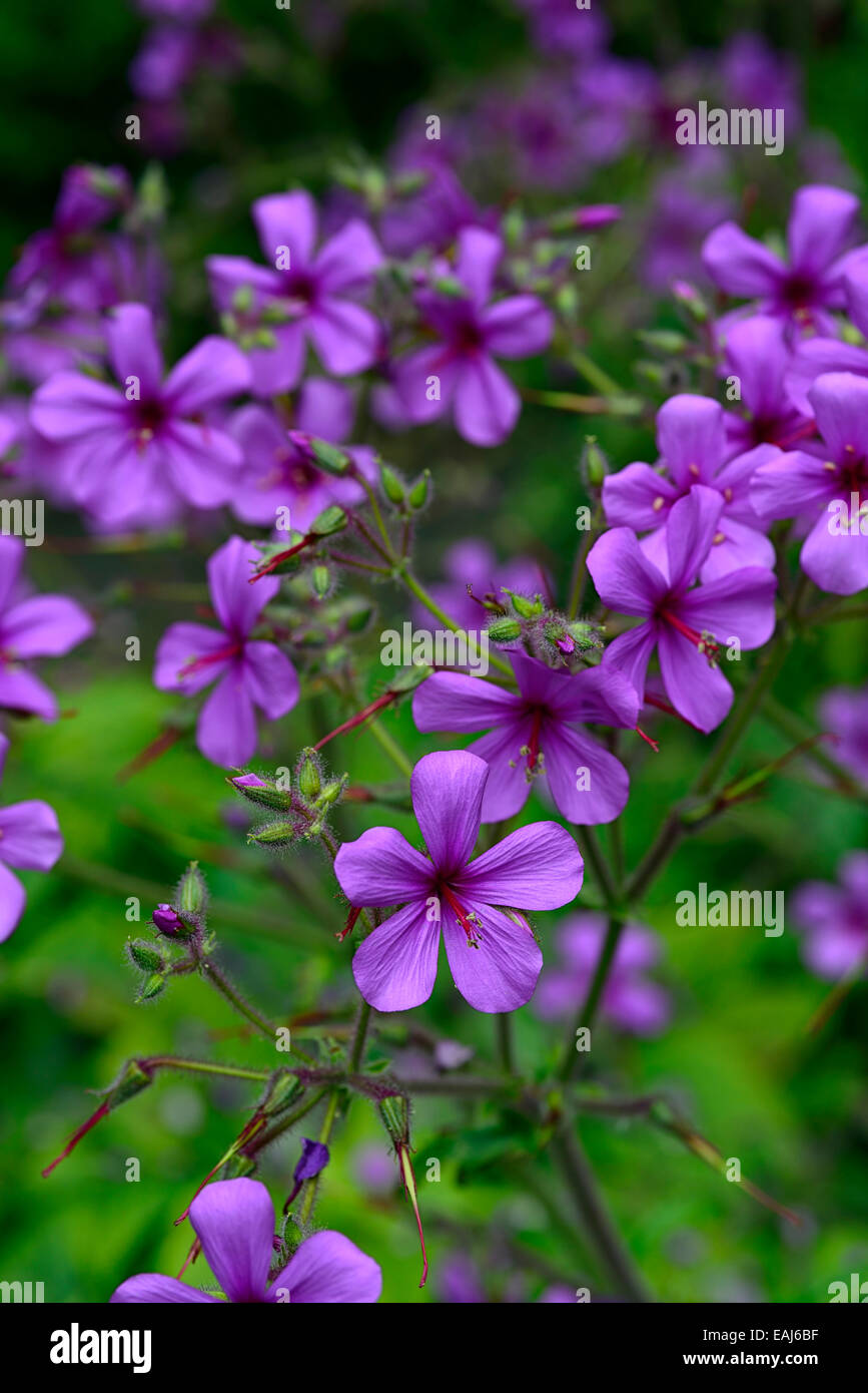Geranium palmatum hi-res stock photography and images - Alamy