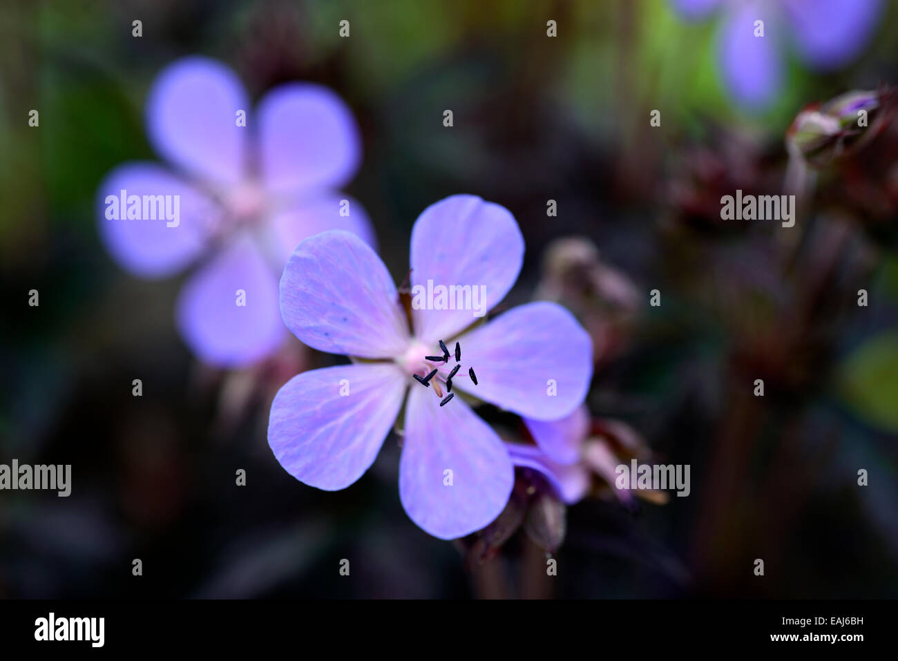 geranium pratense midnight reiter blue flower flowering flowers dark ...