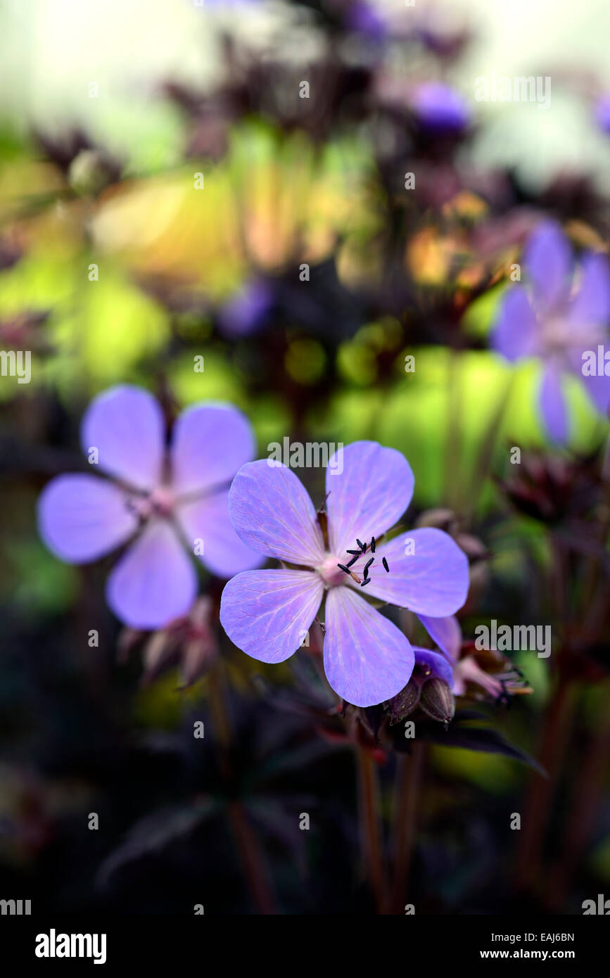geranium pratense midnight reiter blue flower flowering flowers dark ...