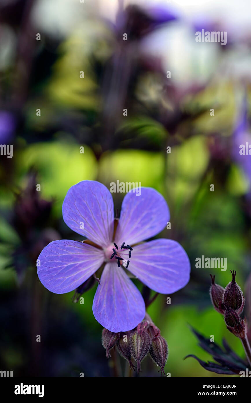 geranium pratense midnight reiter blue flower flowering flowers dark ...