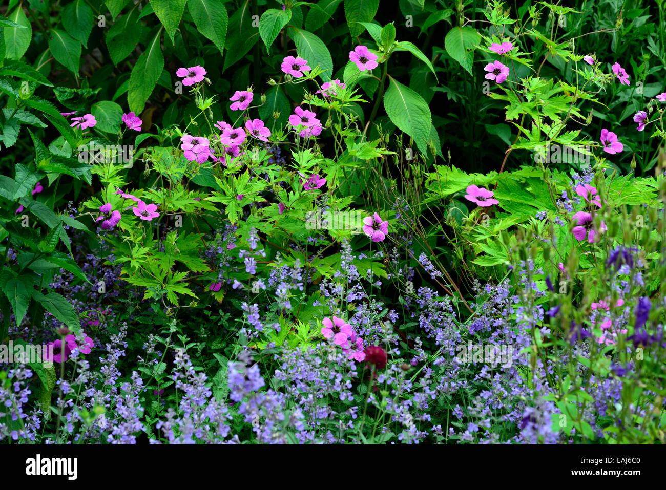 geranium psilostemon nepeta six hills giant pink purple flower flowers ...