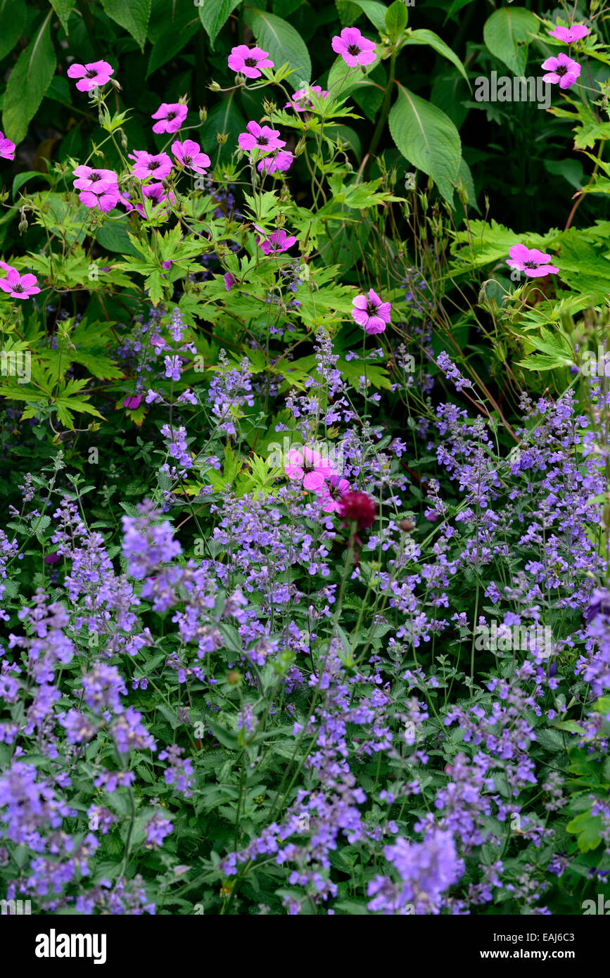 geranium psilostemon nepeta six hills giant pink purple flower flowers ...