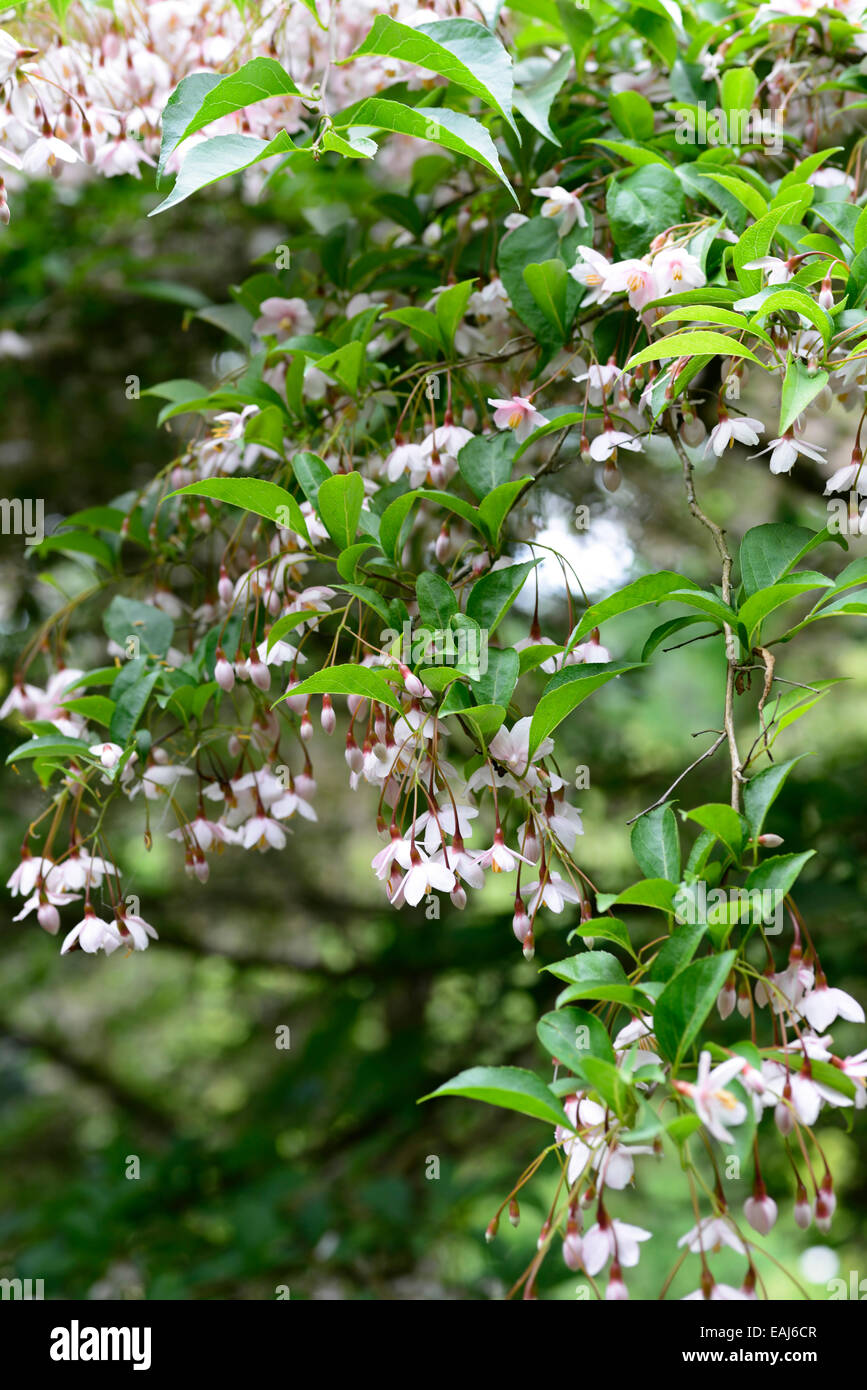 Halesia carolina Pink chimes snowdrop snowbell tree pink flower flowers ...