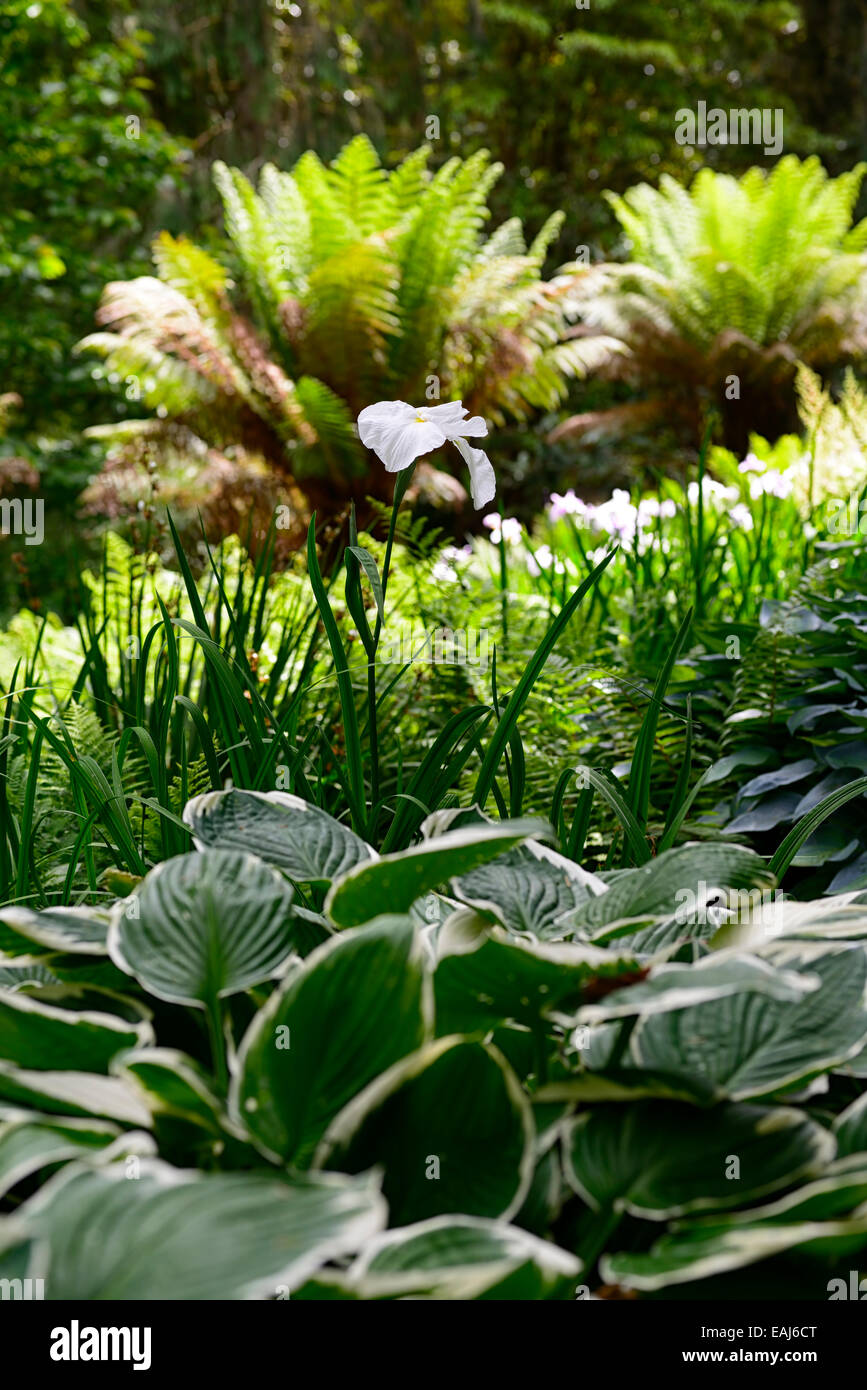 Hosta fortunei Albo Marginata siberian iris damp bog boggy garden ...