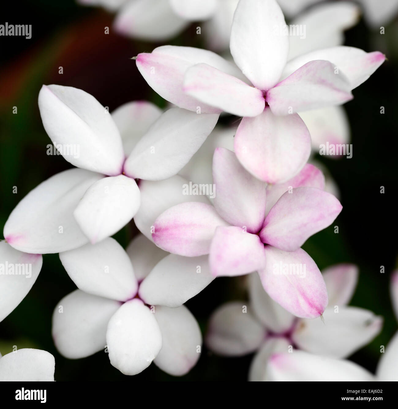hypoxis parvula albiflora white flowers flower alpine corm corms RM ...