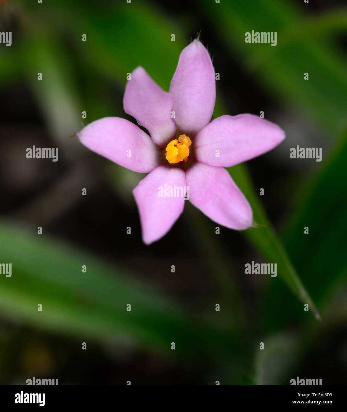 Corm hi-res stock photography and images - Alamy