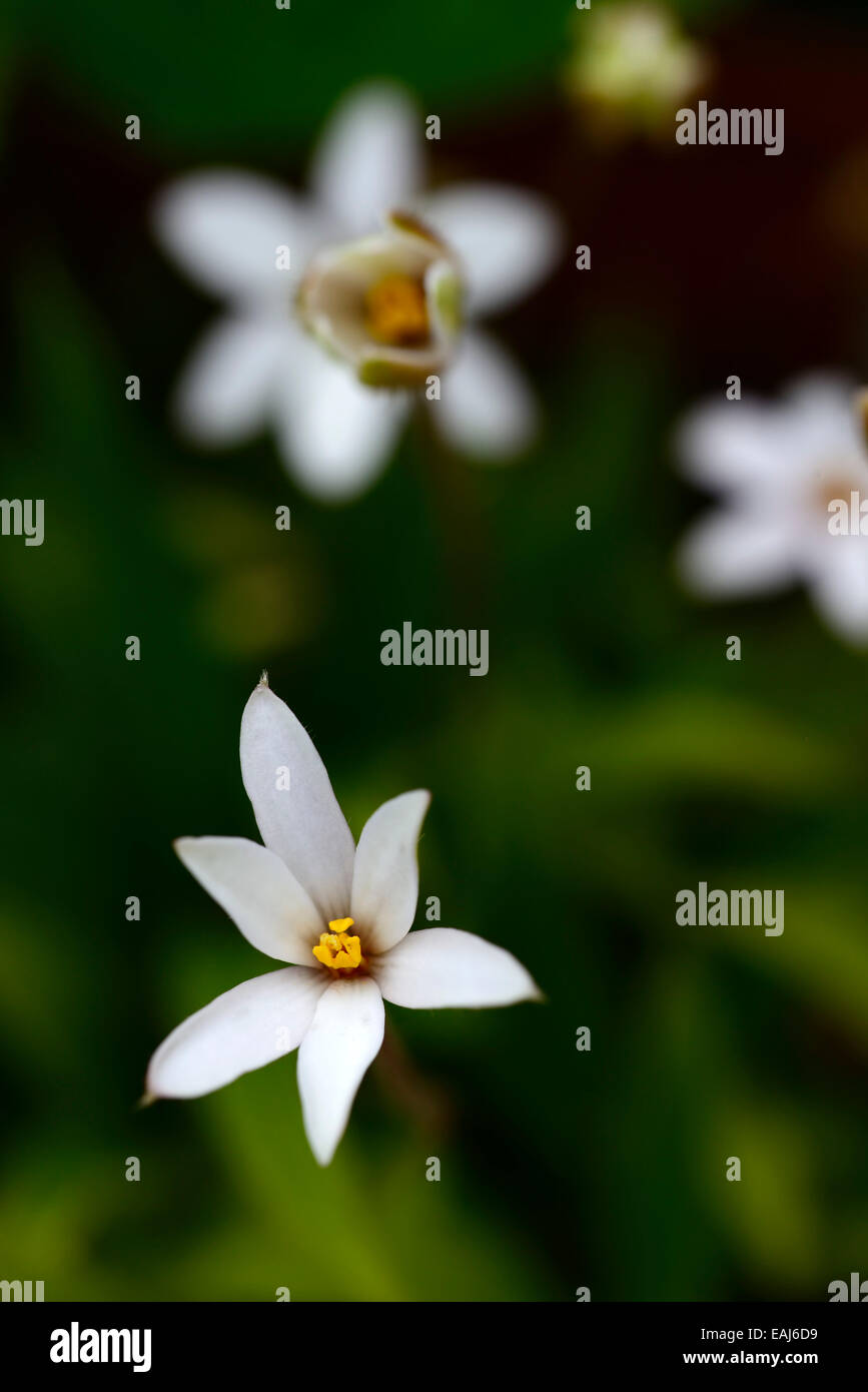 hypoxis x rhodohypoxis baurii biscuit white flowers flower alpine corm ...