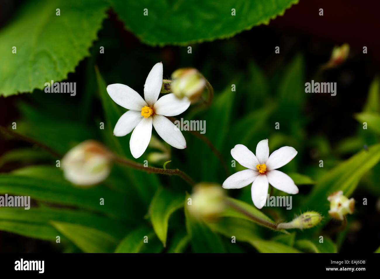 hypoxis x rhodohypoxis baurii biscuit white flowers flower alpine corm ...