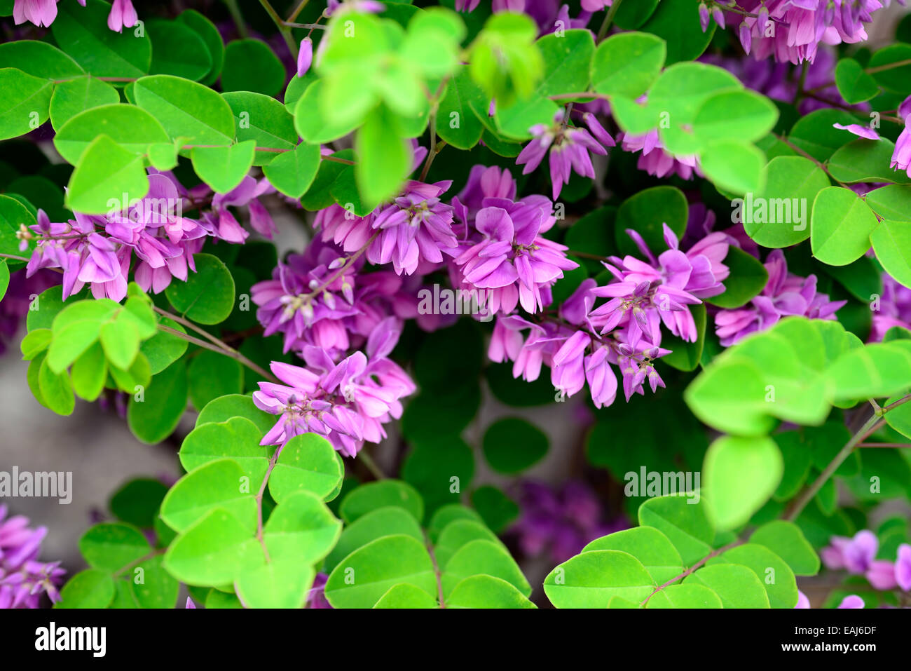 Chinese indigo hi-res stock photography and images - Alamy