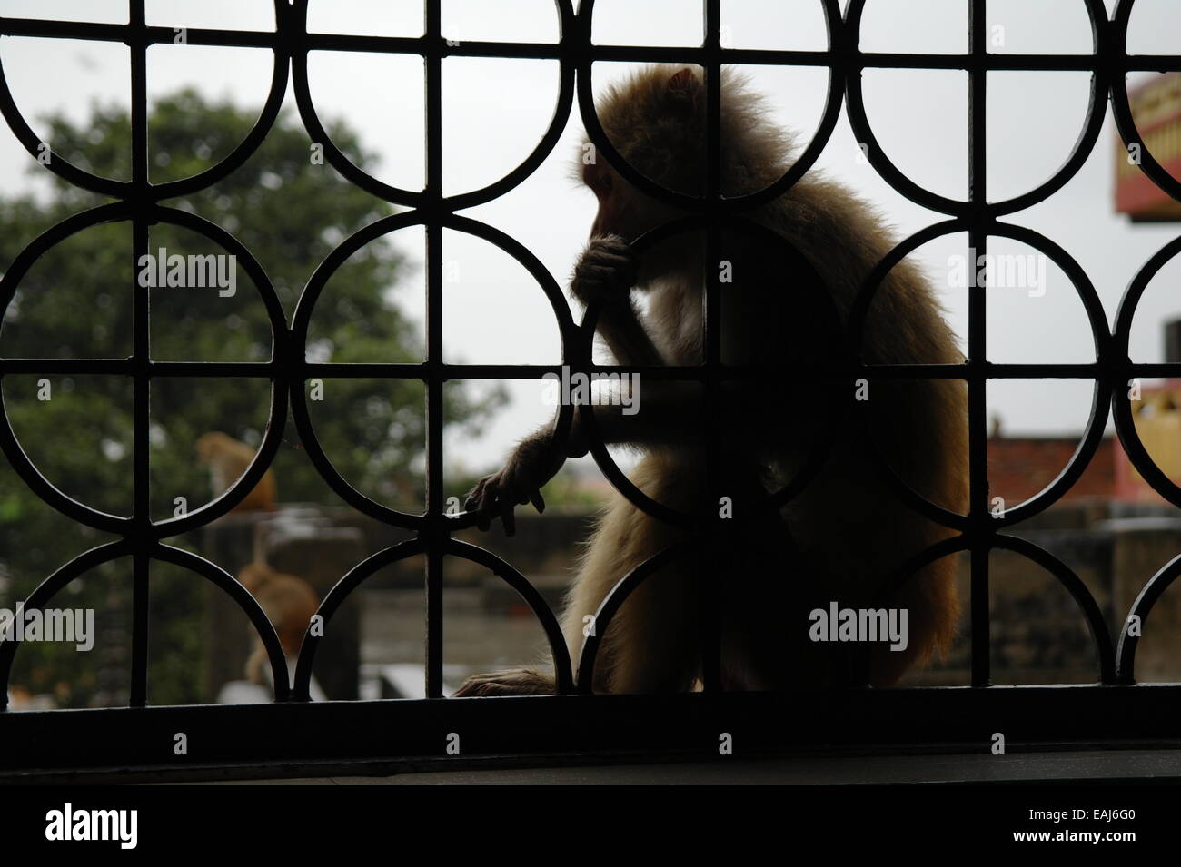 Rhesus macaque monkey outside a window in Varanasi, India Stock Photo ...