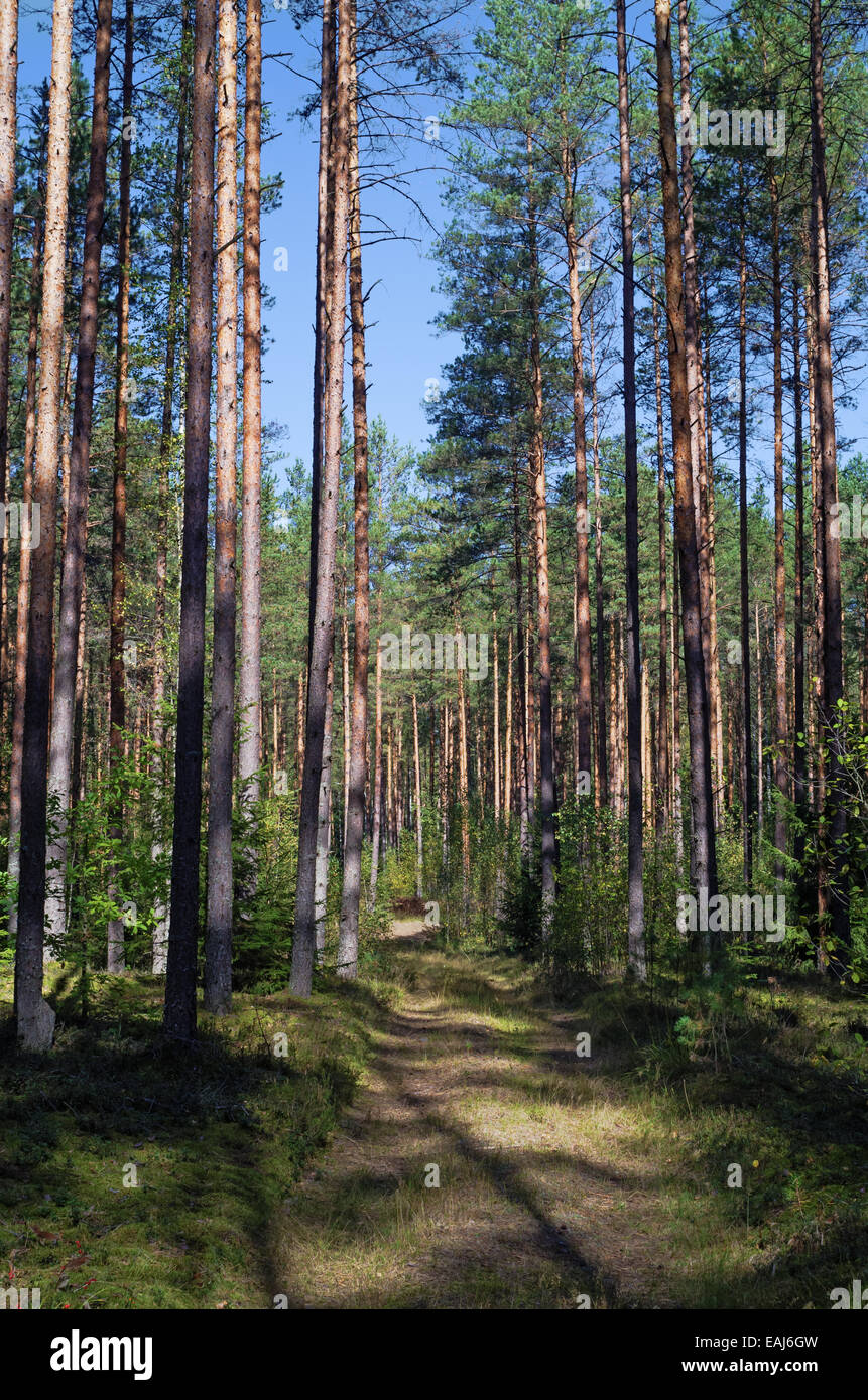 Pine forest landscape.Shadow forest road Stock Photo - Alamy