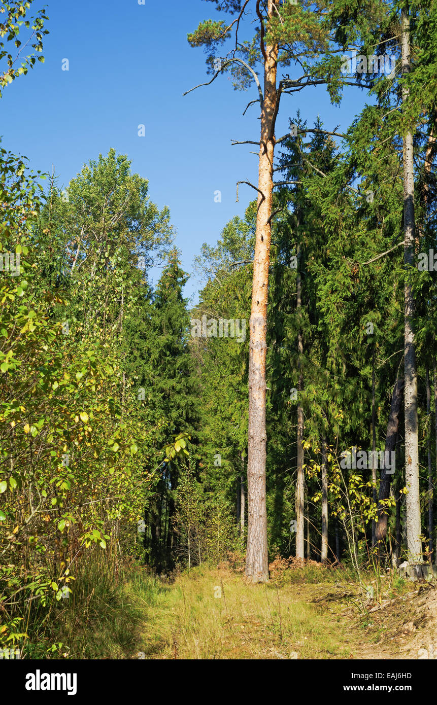 Pine forest landscape.Forest road under sun beams Stock Photo - Alamy