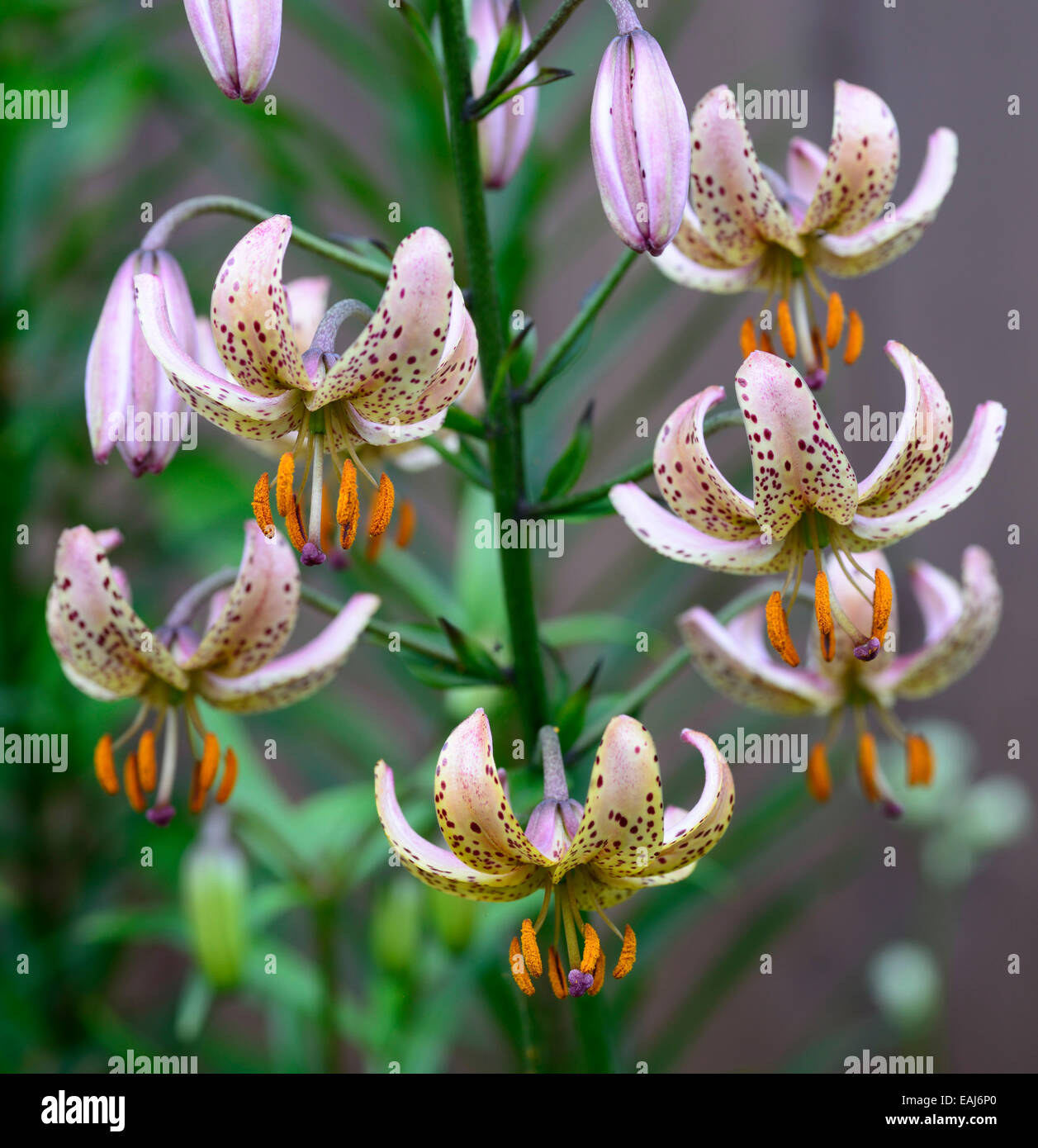 lilium martagon chameleon lily lilies yellow pink turk turks cap flower ...