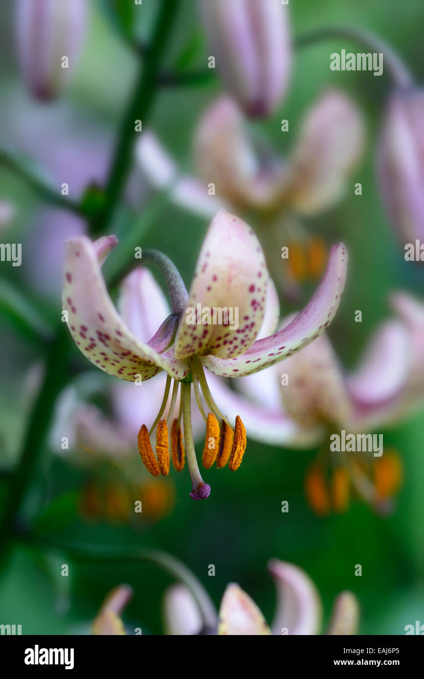 Lilium martagon chameleon lily lilies hi-res stock photography and ...