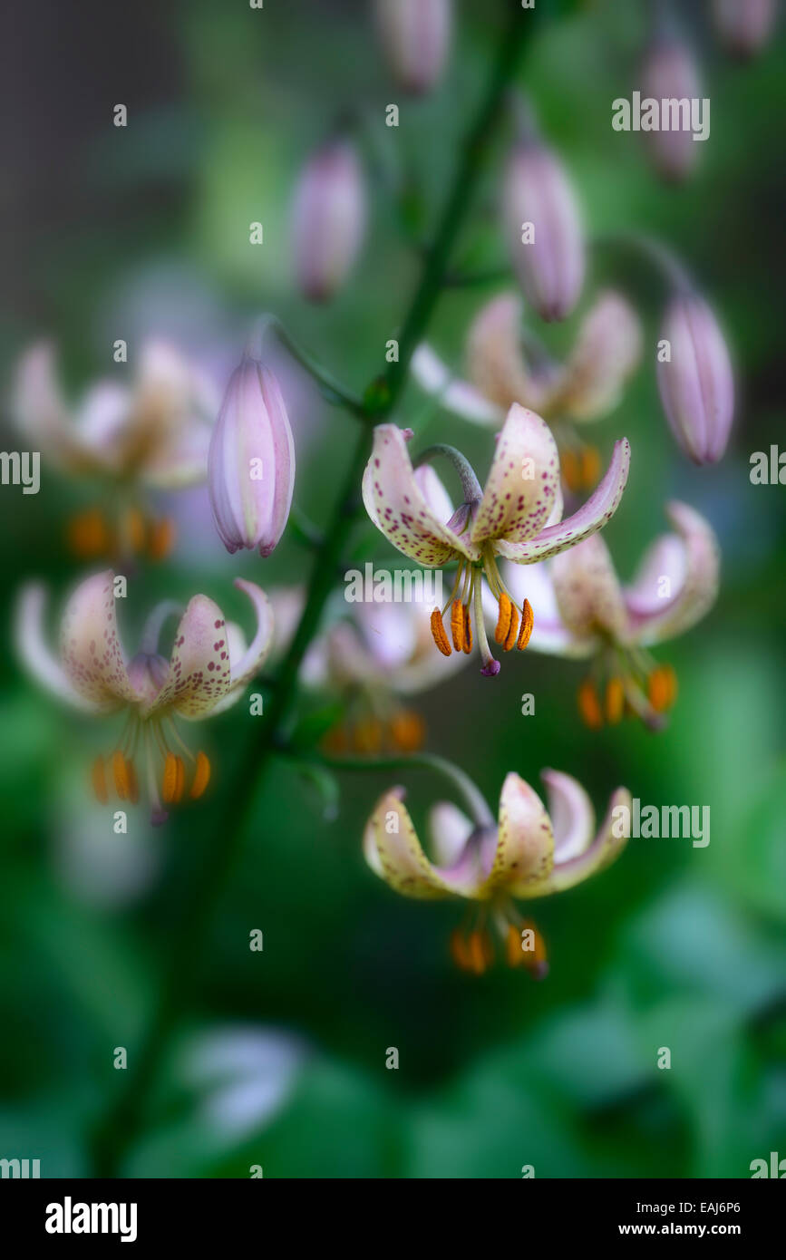 lilium martagon chameleon lily lilies yellow pink turk turks cap flower ...