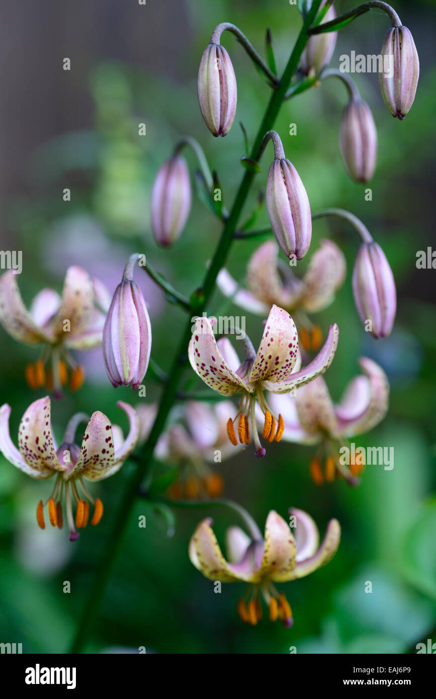 lilium martagon chameleon lily lilies yellow pink turk turks cap flower ...