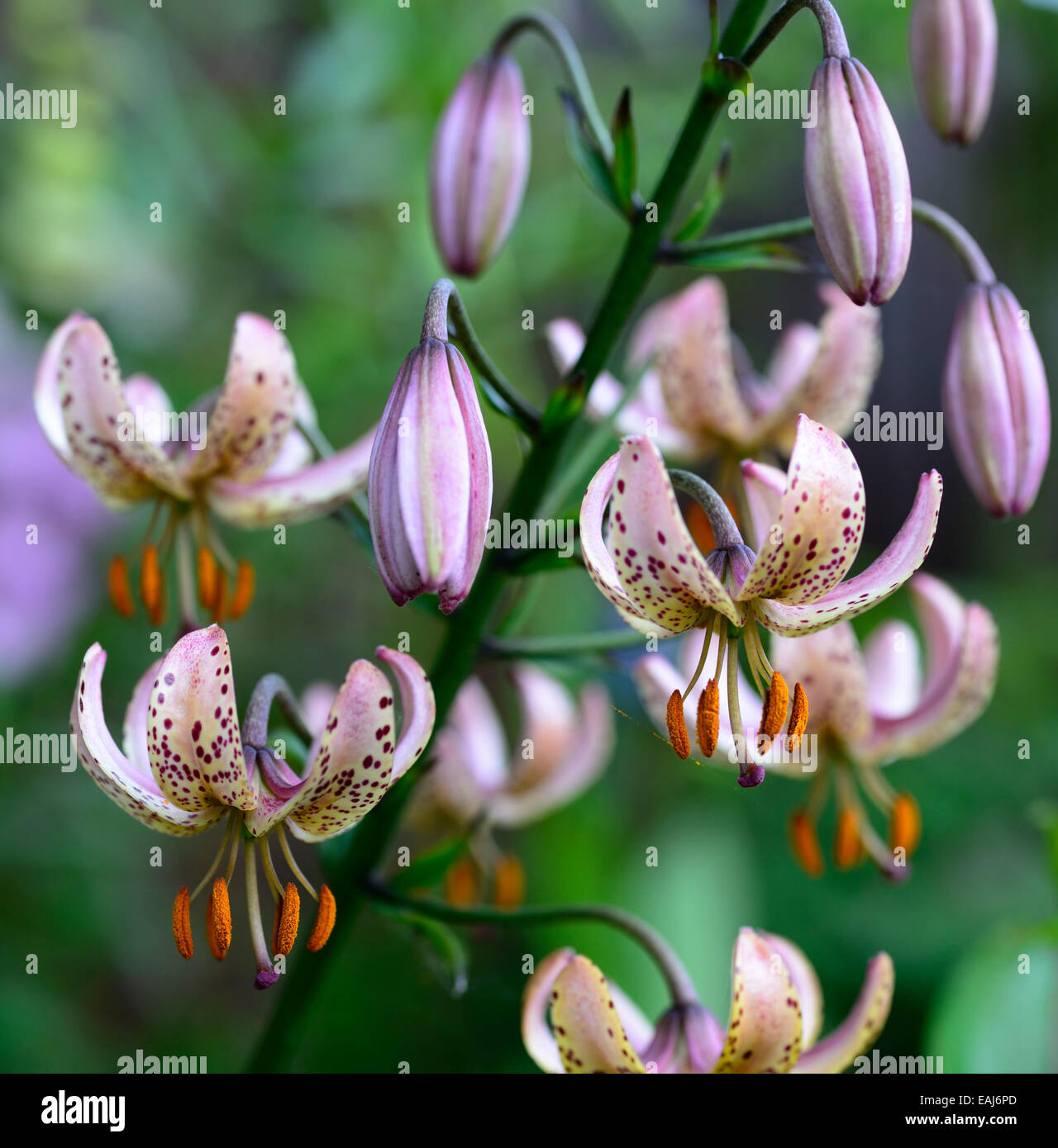 lilium martagon chameleon lily lilies yellow pink turk turks cap flower ...