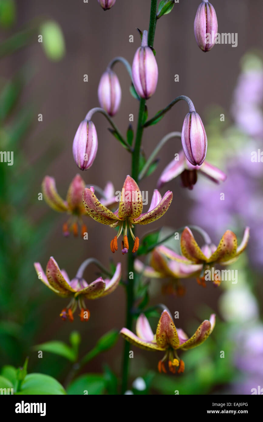 lilium martagon chameleon lily lilies yellow pink turk turks cap flower ...