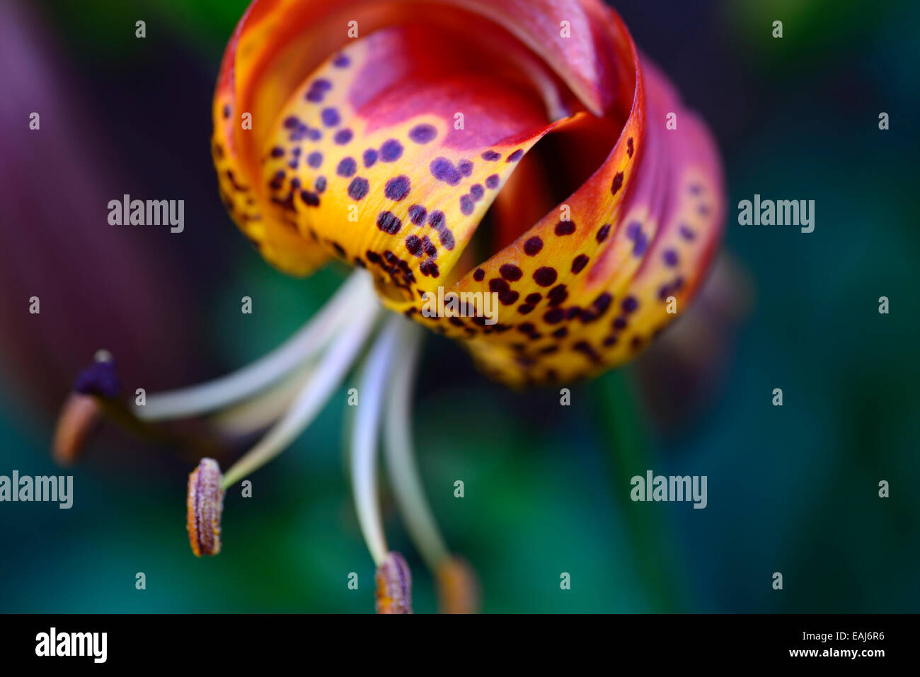 lilium pardalinum ssp shastense shasta lily lilies panther lily red ...