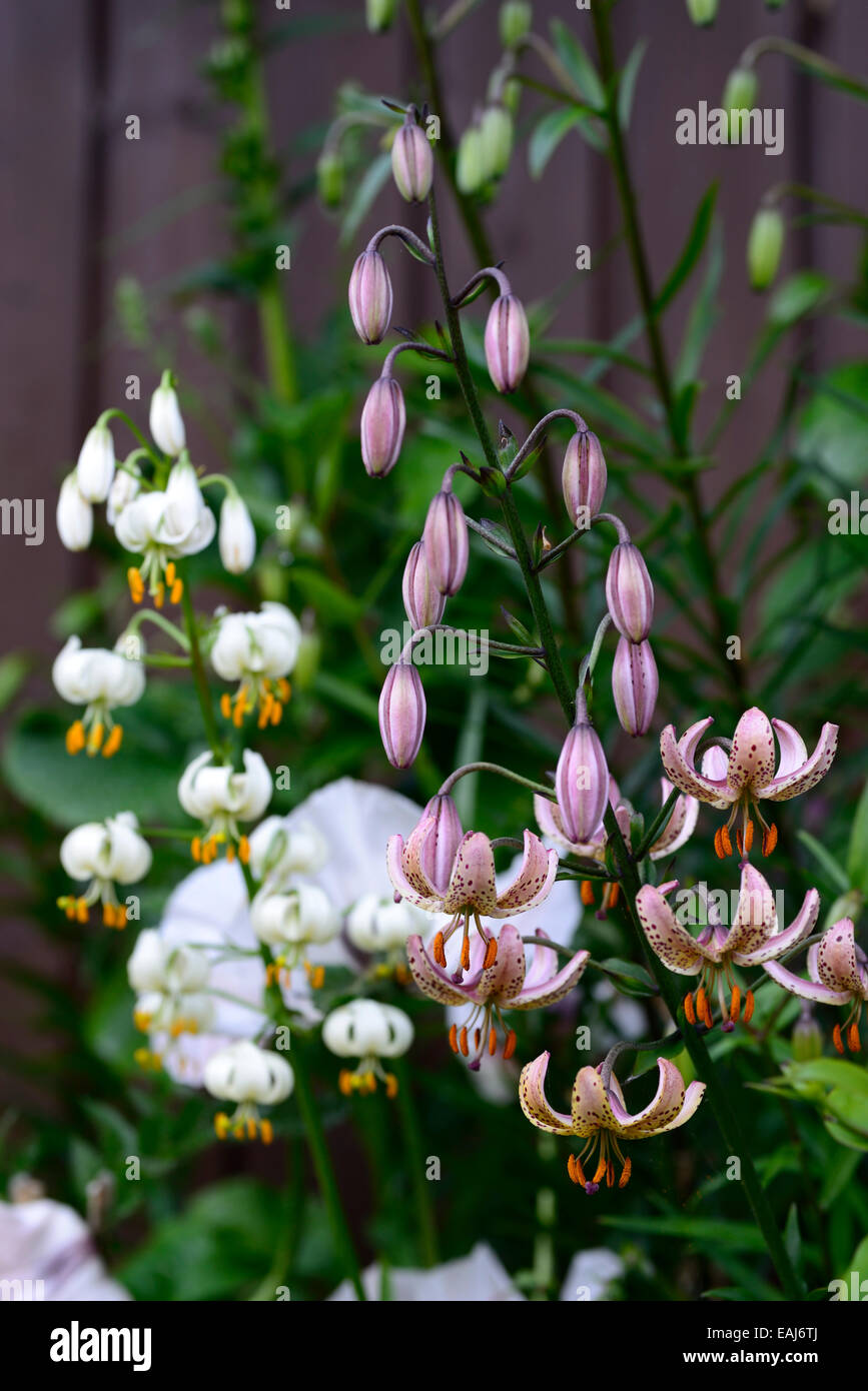 lilium martagon chameleon lily lilies martagon alba yellow pink turk ...