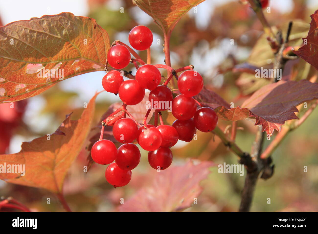 Guelder-rose (viburnum, snowball tree Stock Photo - Alamy