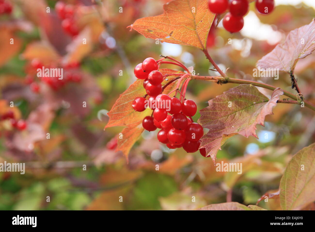 Guelder-rose (viburnum, snowball tree Stock Photo - Alamy