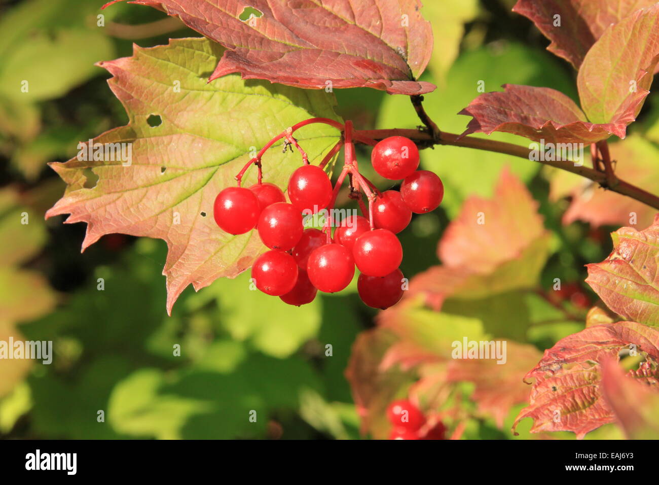 Guelder-rose (viburnum, snowball tree Stock Photo - Alamy