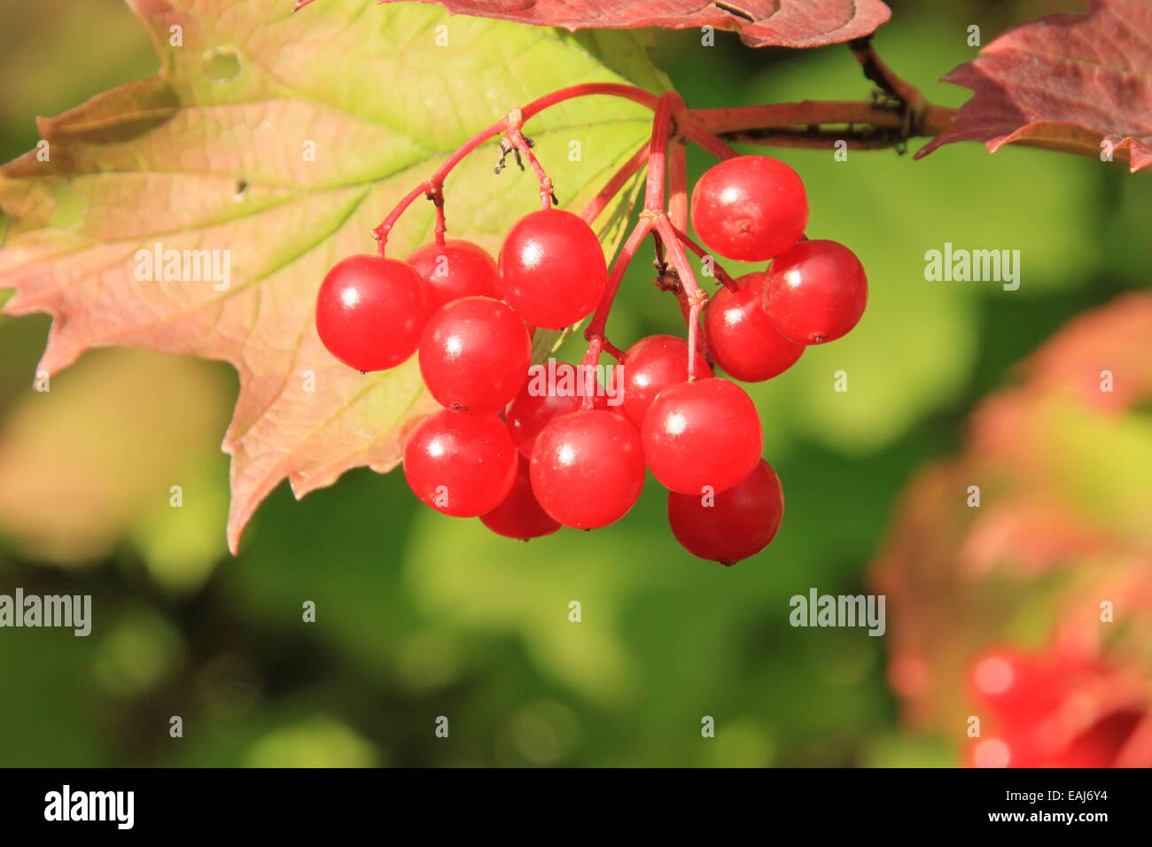 Guelder-rose (viburnum, snowball tree Stock Photo - Alamy