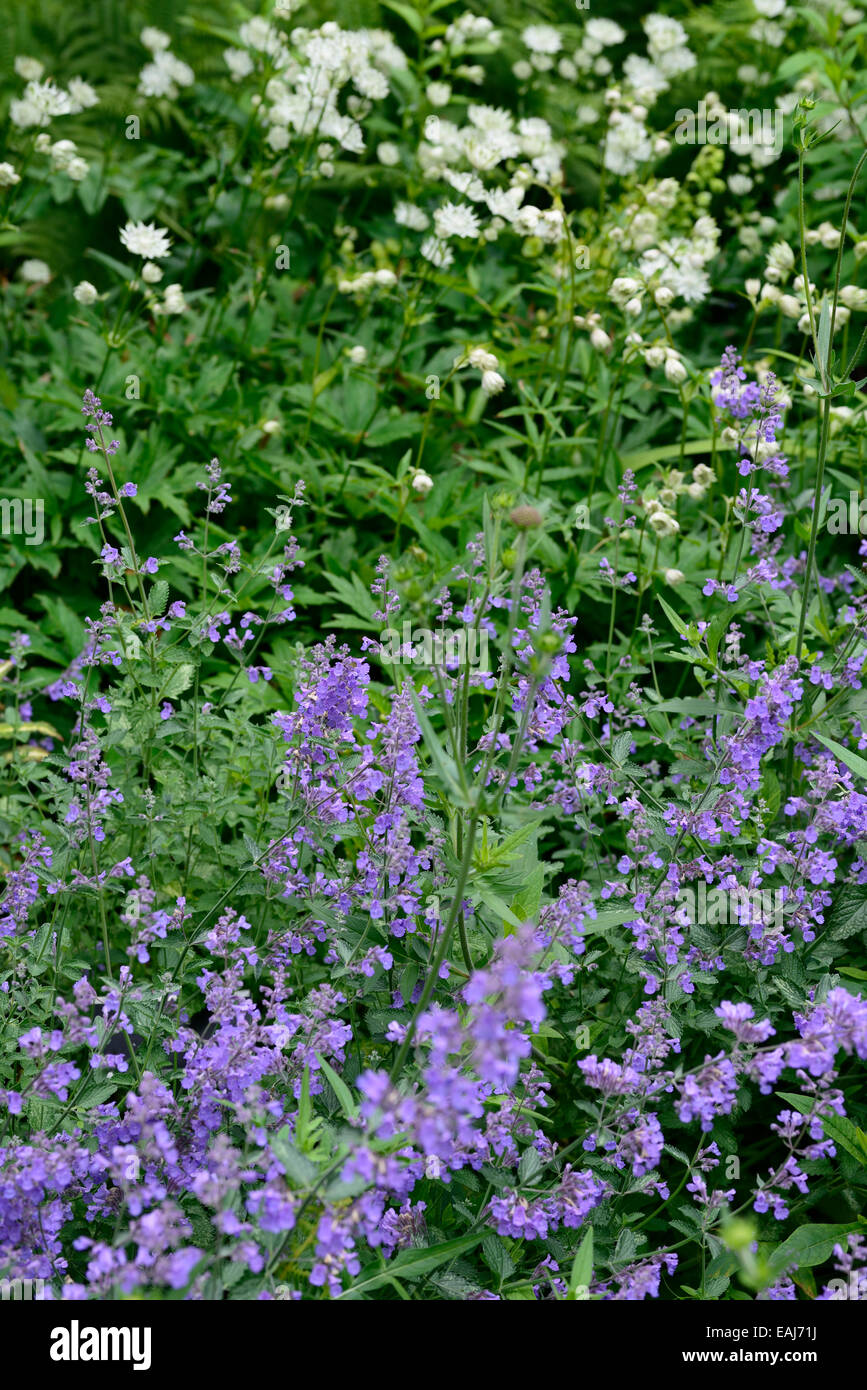 nepeta six hills giant catmint purple blue flowers white astrantia ...
