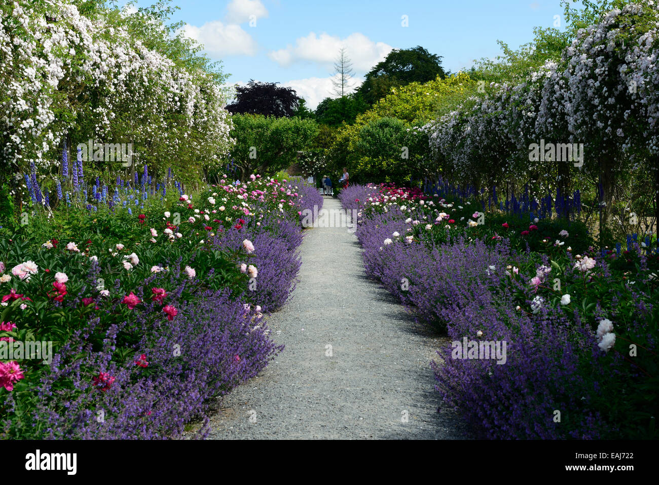 Delphinium Herbaceous Border High Resolution Stock Photography and ...