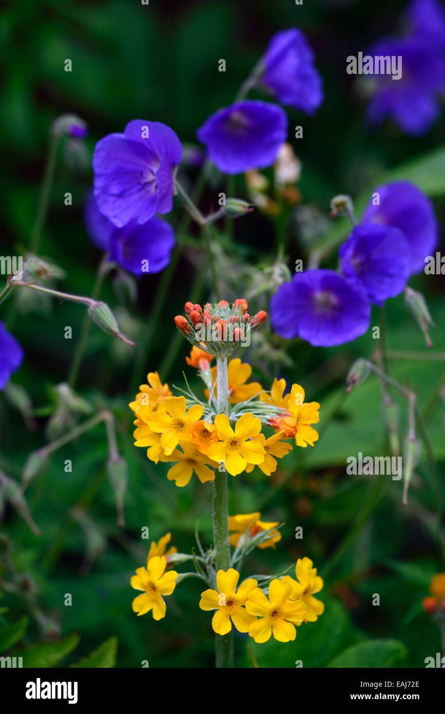 primula japonica geranium johnsons blue planting mix mixed colours ...